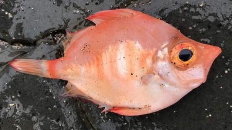 Rare boar fish wash up on beaches in south-west England - BBC News