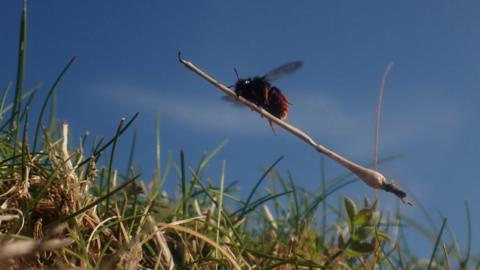 Wild Isles: Meet the mason bee that flies a broomstick! - BBC Newsround