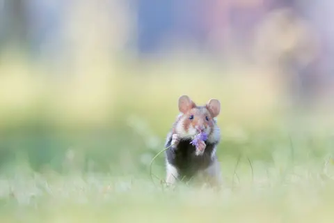 Winning photos from the International Garden Photographer of the Year 2018