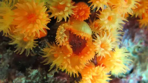 Coral 'gangs' trap and eat jellyfish
