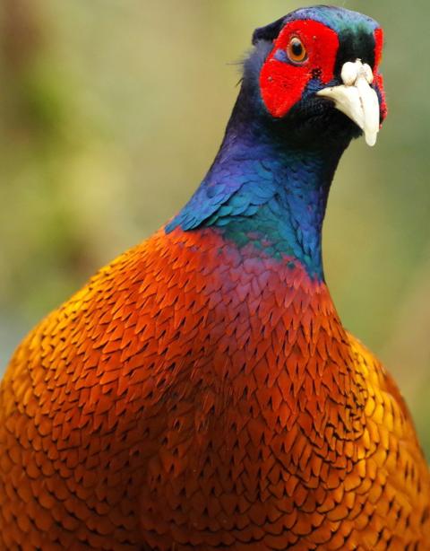 Your pictures of Scotland 1 - 7 February - BBC News