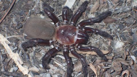 Trapdoor spider: New giant species found in Australia - BBC News