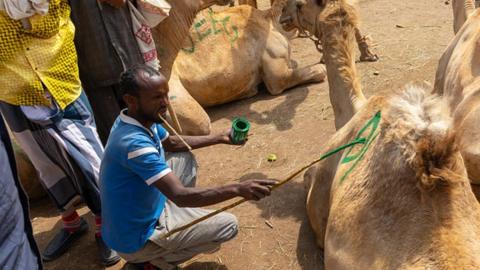Sumadda xoolaha Soomaalida: Ururin xog iyo faallayn - BBC News Somali