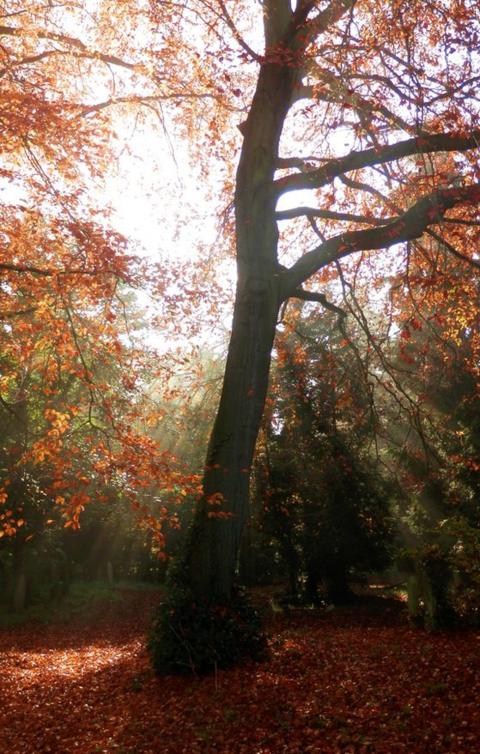 Hottest November day: In pictures - BBC News