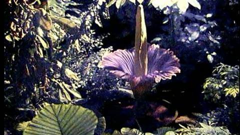 Cambridge University titan arum flower attracts crowds - BBC News
