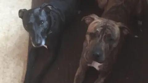 Storm Doris 'bite dog' Muppet won't be put down