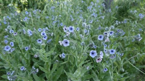 Eryri: Sensors protect rare plants from mountain climbers - BBC News