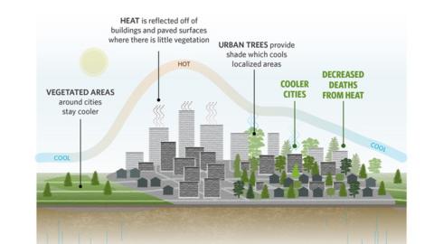 Growth of city trees can cut air pollution, says report - BBC News