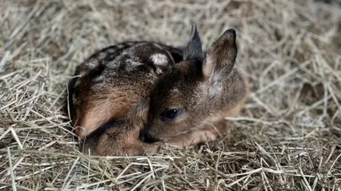 Wild fawn kept 'in distress' with family dog, Scottish SPCA warns