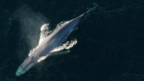 Gigantic whales: It's all in the genes - BBC Newsround