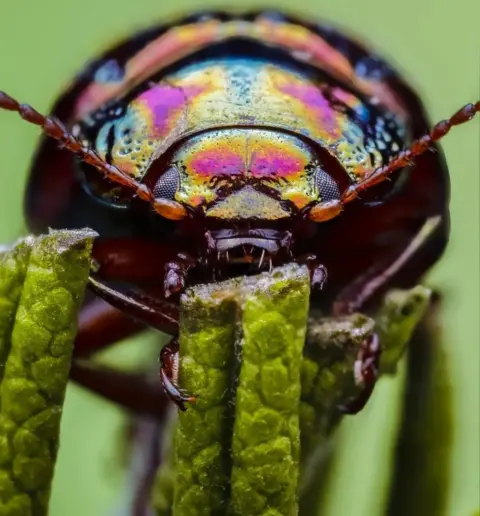 In pictures: 'Unseen alien world' of bugs captured
