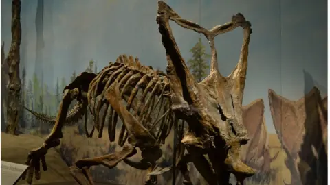 Triceratops may have had horns to attract mates