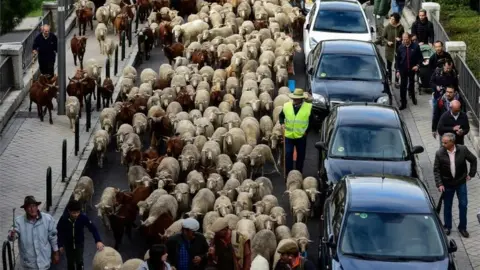 Madrid taken over by hundreds of sheep for annual festival