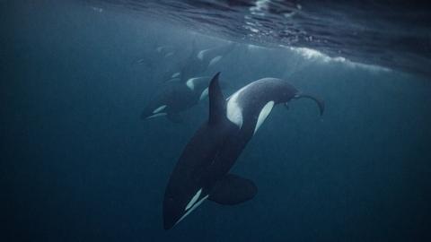 How do whales communicate? - BBC Newsround