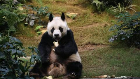 World's oldest male giant panda in captivity dies in Hong Kong zoo ...