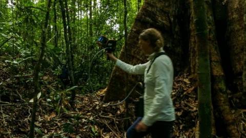 Swansea scientist helps protect Amazon's tallest trees - BBC News