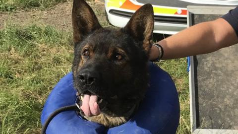 Hero police dog Quantum retires after 250-arrest career - BBC News