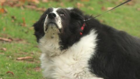 Fat dog George 'gorged on pasties and pies' - BBC News