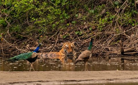 Nepal: Return of the tigers brings both joy and fear - BBC News