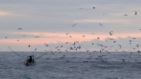 Could big-game fishing return to the UK? - BBC News