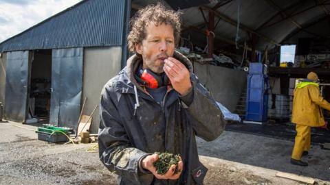 The plans for giant seaweed farms in European waters - BBC News