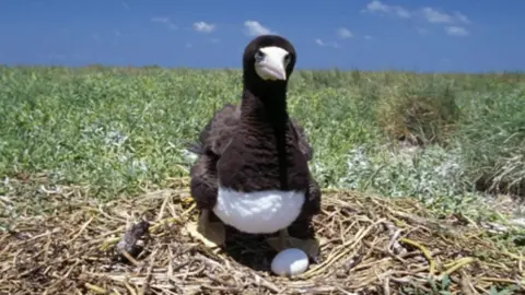 Brown booby found on Hove beach 'could have been blown off course'