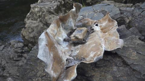 Missing Ringwood golden eagle blown away by strong winds - BBC News