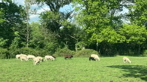 Sheep killed and injured in New Forest farm attack