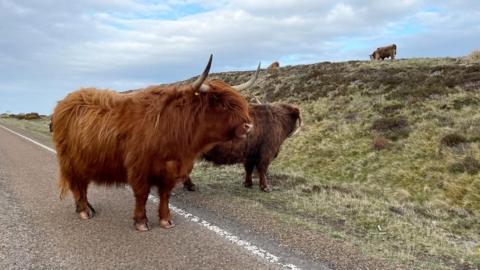 Your pictures of Scotland: 13 - 20 May - BBC News