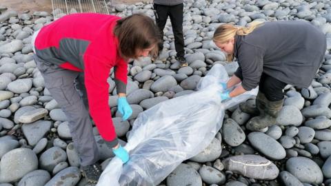 Plymouth University team to survey marine mammals - BBC News