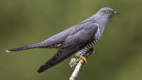 UK migratory birds ‘in freefall’ over climate change