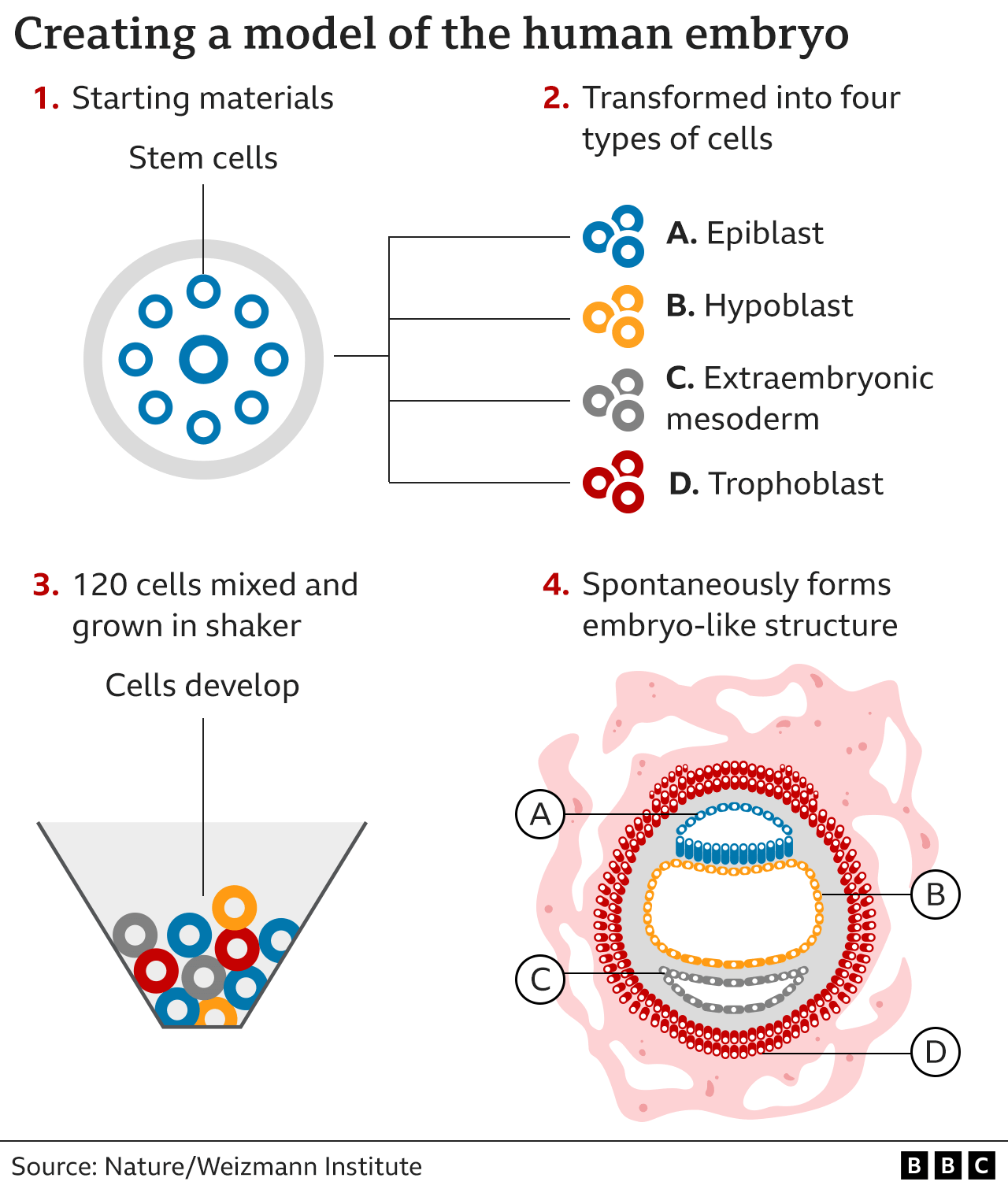 Scientists grow whole model of human embryo, without sperm or egg - BBC News