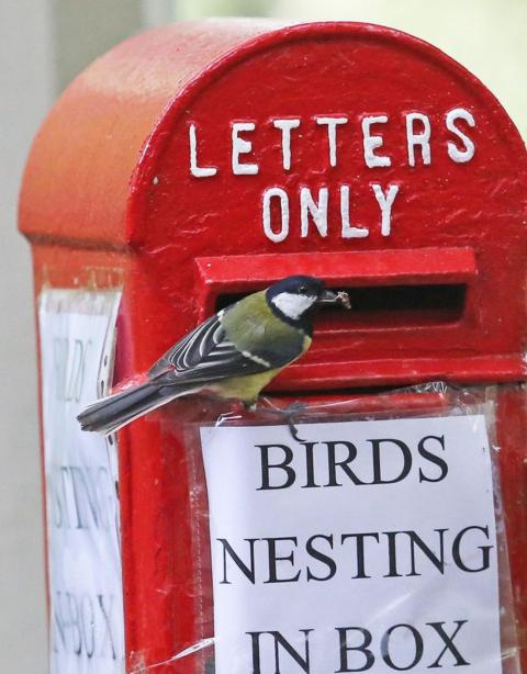 The chick's in the post: Bird builds nest in Highlands mail box - BBC News
