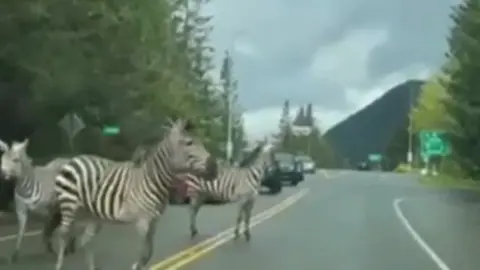 Zebra on loose after escape in US mountain country