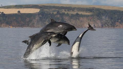 Moray Firth dolphins spotted off Netherlands - BBC News