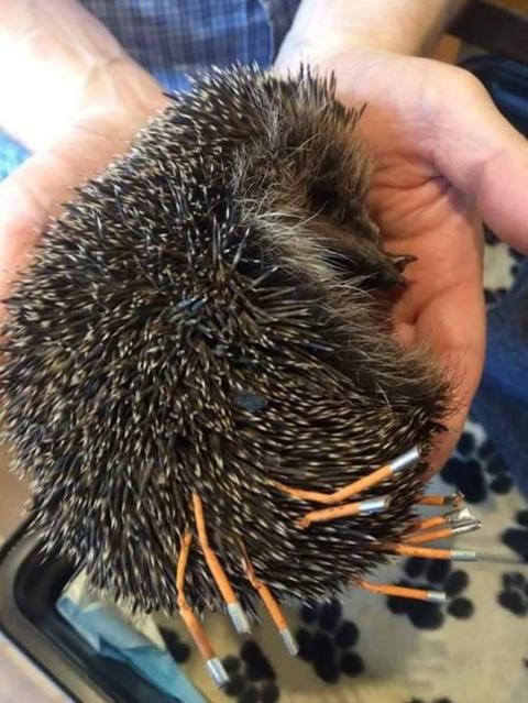 Researchers criticised after tagged hedgehog's death - BBC News