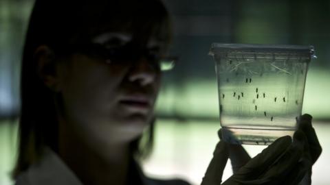 Zika outbreak: What you need to know - BBC News