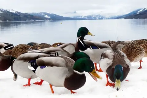 Your pictures of Scotland 15 - 22 January