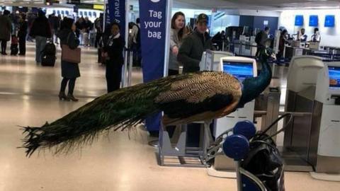 How are emotional support animals allowed on flights? - BBC News