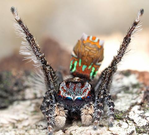 Peacock spiders show more of their colours - BBC News