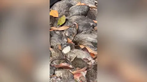 Rat plague spreads to Australia's fishing towns