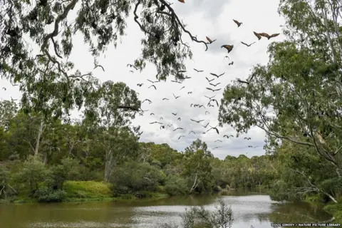 Heat stress and the Australian flying fox