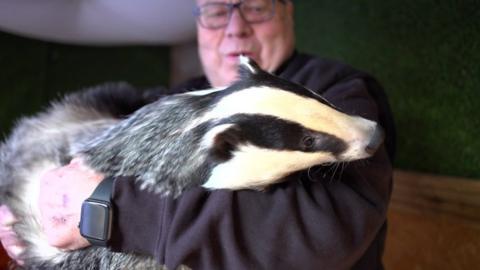 The blind fox that lives in Nuneaton with deer and dog - BBC News