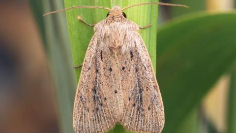 Nature: Backyard moth spotting rises during lockdown - BBC News