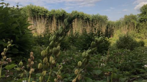 Kent quarry will destroy rare ancient woods - charity - BBC News