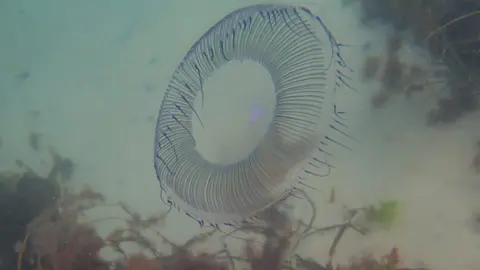 Surge in Guernsey and Alderney of jellyfish native to Mediterranean