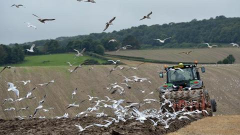Big Farmland Bird Count launched in Suffolk - BBC News
