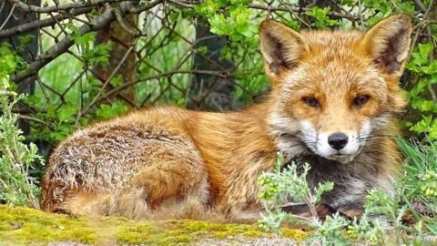 Your pictures of Scotland 10 April - 17 April - BBC News