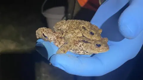 Night-time 'toad patrol' saves amphibians cross busy Angus road
