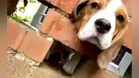 Brierley Hill: Watch out, beagle's about - dog gets stuck in wall